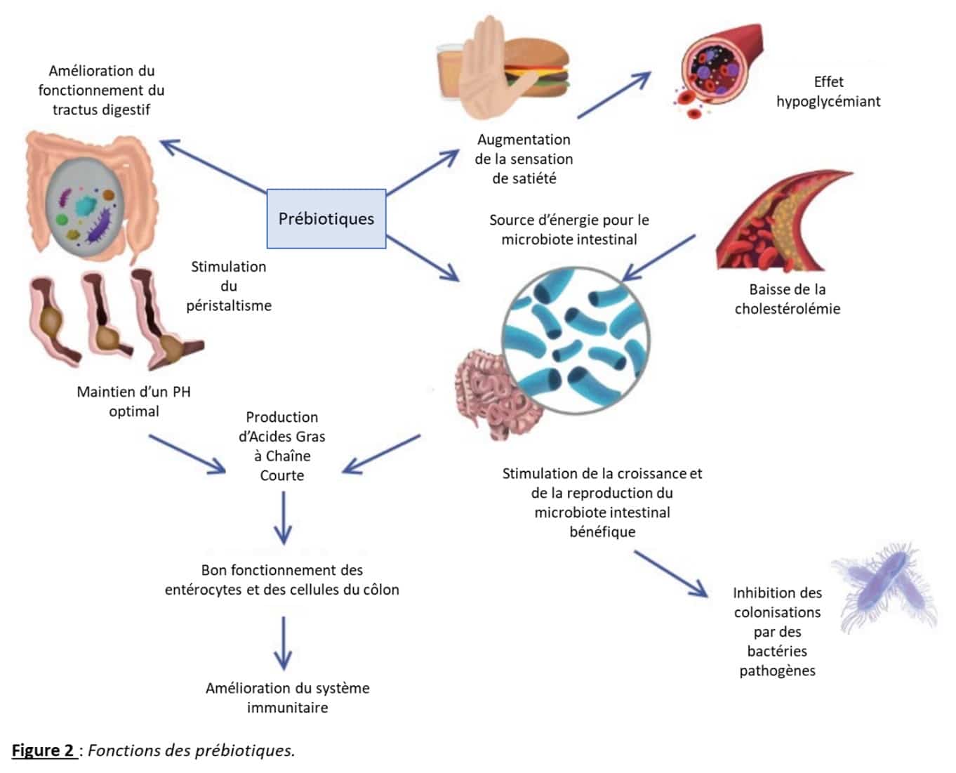 Effets des aliments et boissons fermentés sur la santé humaine - Cerin
